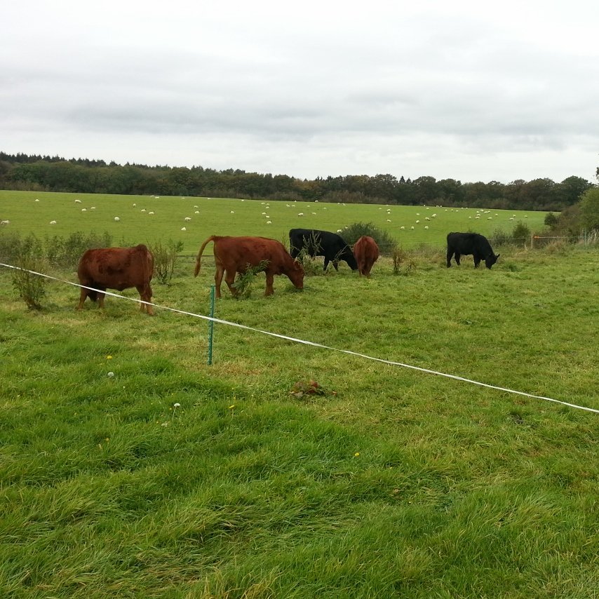 Our Farm | Landews Meadow Farm and Cottages